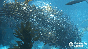 School Of Fish GIFs - Find & Share on GIPHY