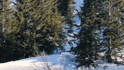 Ski Crash GIFs - Get the best GIF on GIPHY