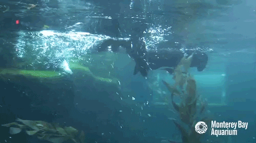 Sea Otter Dive GIF by Monterey Bay Aquarium - Find & Share on GIPHY