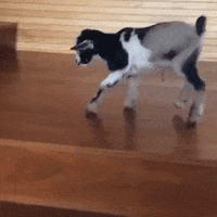 Fainting Goat Gif