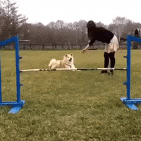 Dog Jump Fail Gif