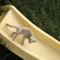 Epic Fail Cat Gif