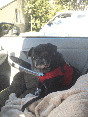 Pugs GIFs - Get the best GIF on GIPHY