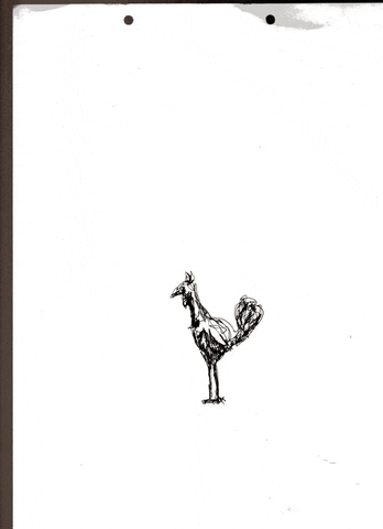 Gallo Volando GIFs - Get the best GIF on GIPHY