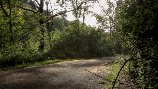 Forest Perfect Loop GIF by Living Stills - Find & Share on GIPHY