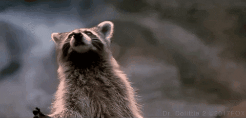 Raccoon Wildlife Day GIF by 20th Century Fox Home Entertainment - Find ...