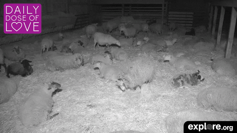 Farmanimals GIFs - Get the best GIF on GIPHY