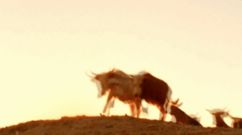 Stampede GIF by Chris LeDoux - Find & Share on GIPHY