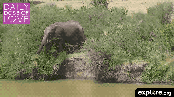 Elephant Love GIF by explore.org - Find & Share on GIPHY