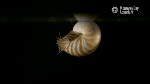 Chambered Nautilus Tentacles GIF by Monterey Bay Aquarium - Find ...