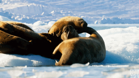 Blue Planet Oceans GIF by BBC America - Find & Share on GIPHY