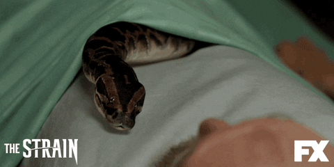 Scary Snakes Gif