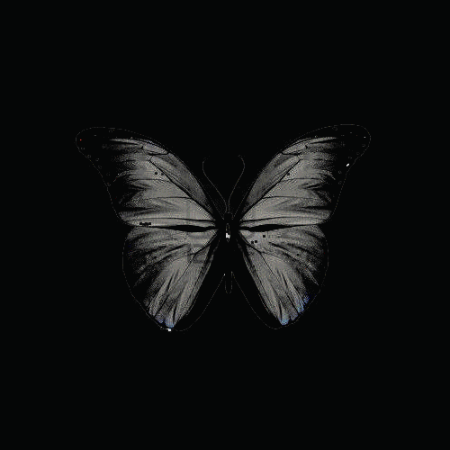 Butterfly Love GIFs - Find & Share on GIPHY
