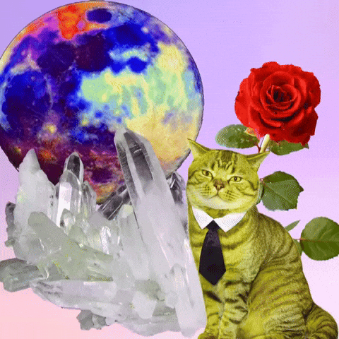 Cat GIF by MUTANT MAGIC - Find & Share on GIPHY