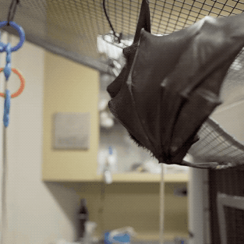 Fruit Bat GIF by San Diego Zoo - Find & Share on GIPHY