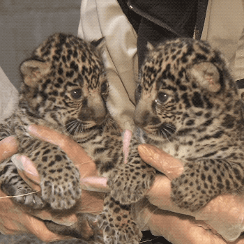 Ocelots GIFs - Find & Share on GIPHY