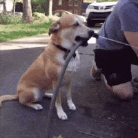 Skeptical Dog Gif