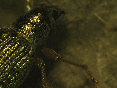 Lab Insect GIF by Ansel Oommen - Find & Share on GIPHY
