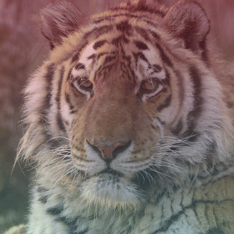 Great Northern Forest GIFs - Get the best GIF on GIPHY