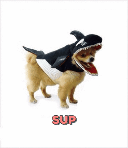 Shark Dog GIFs - Get the best GIF on GIPHY