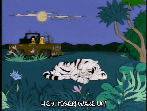 Tiger Wake GIFs - Get the best GIF on GIPHY