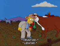 Angry Cow Gif