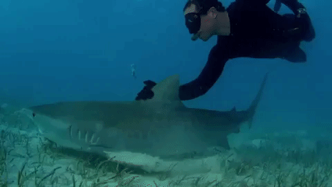 Swim Swimmer GIF by Shark Week - Find & Share on GIPHY