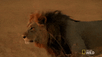 Lions Mating Gif