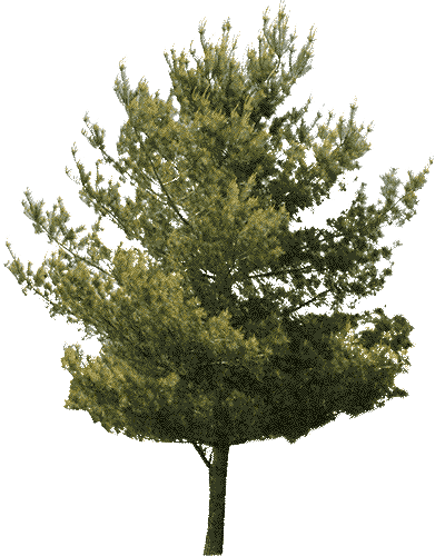 Transparent Tree Gif