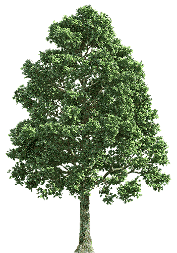 Growing Tree Gif