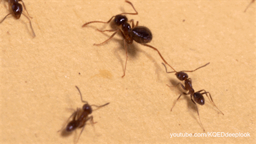 Argentina Attacking GIF by PBS Digital Studios - Find & Share on GIPHY