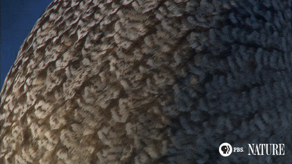 Intense-stare GIFs - Get the best GIF on GIPHY