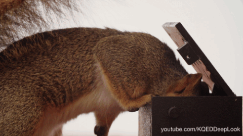 Dogs Squirrels GIF by KQEDScience - Find & Share on GIPHY