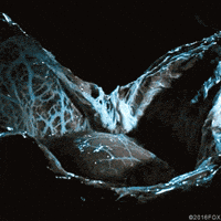 Alien Facehugger Gif