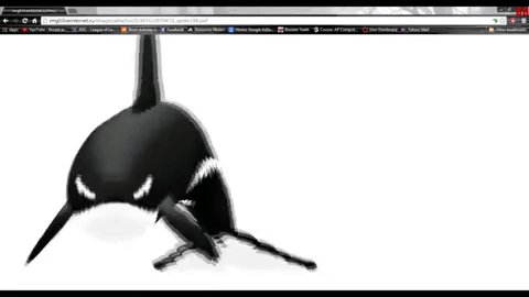 Get-low-whale GIFs - Get the best GIF on GIPHY