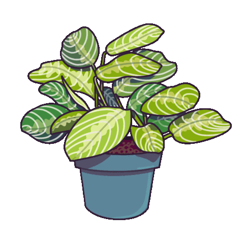Prayer Plants GIFs