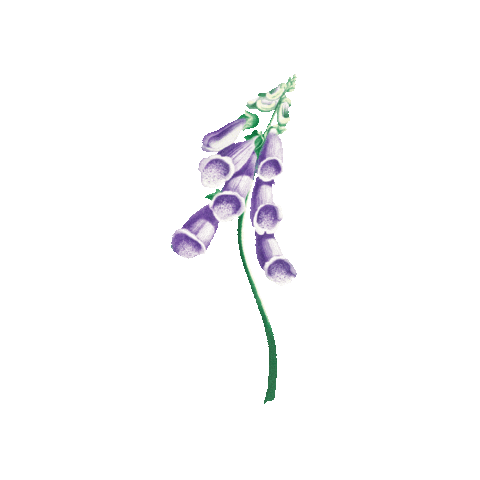 Purple Flower Sticker by Agence Digitalis for iOS & Android | GIPHY