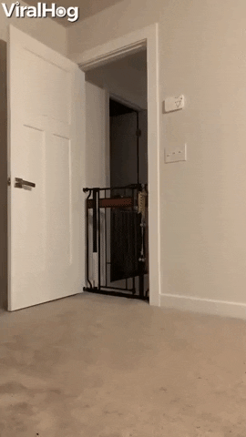 High-flying-pup-hurdles-gate GIFs - Get the best GIF on GIPHY