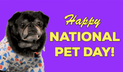 National Pet Day GIFs - Get the best GIF on GIPHY