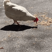 Chicken Head Dance Gif