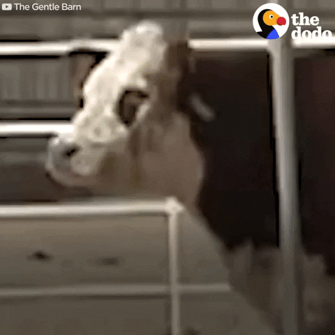 Cow Happy GIFs - Get the best GIF on GIPHY