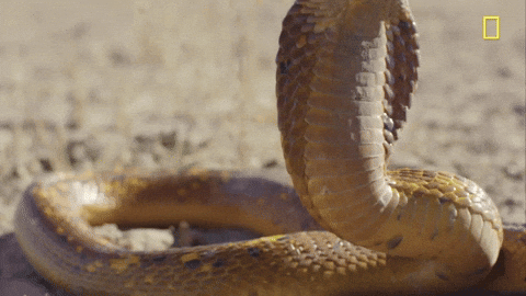 Hostile Planet: Deserts by National Geographic TV | GIPHY