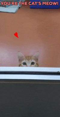 Meowing Kitten Gif