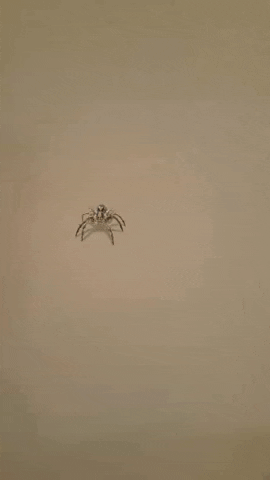 Scared Of Spiders GIFs - Get the best GIF on GIPHY