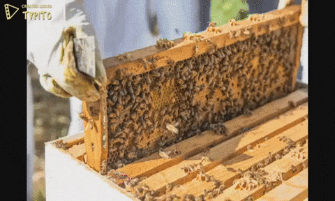 Beekeepers GIFs - Get the best GIF on GIPHY