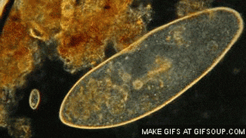 Paramecium GIFs - Find & Share on GIPHY