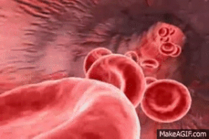 Red Blood Cells GIFs - Find & Share on GIPHY