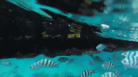 Fish Swimming GIF by Jonah Manzano - Find & Share on GIPHY