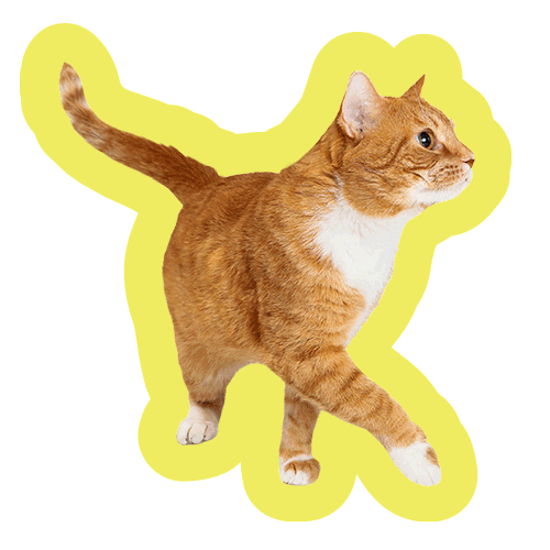 Global Pet Expo GIFs on GIPHY - Be Animated