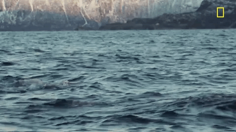 Nat Geo Ocean GIF by National Geographic Channel - Find & Share on GIPHY